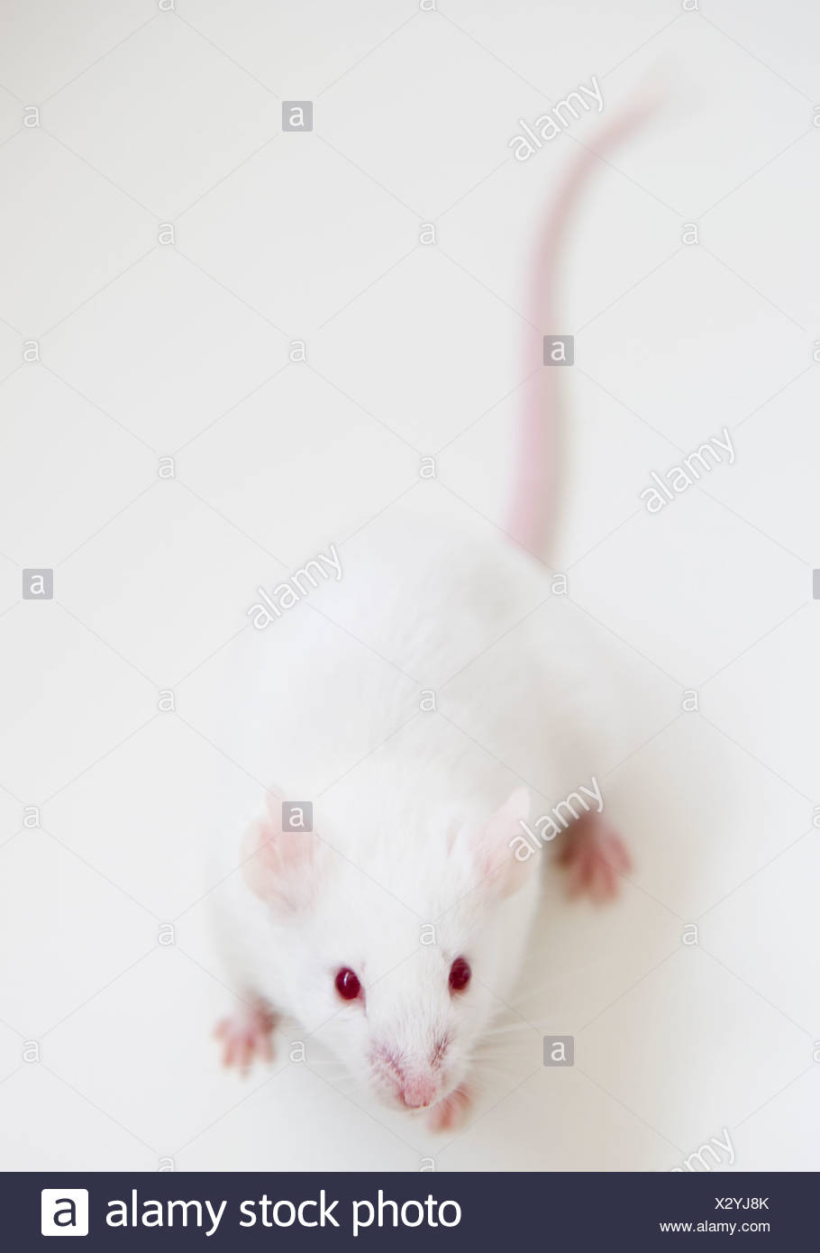 Scared Mouse High Resolution Stock Photography and Images - Alamy