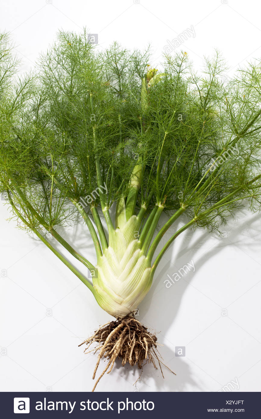 Corm Plant High Resolution Stock Photography and Images - Alamy