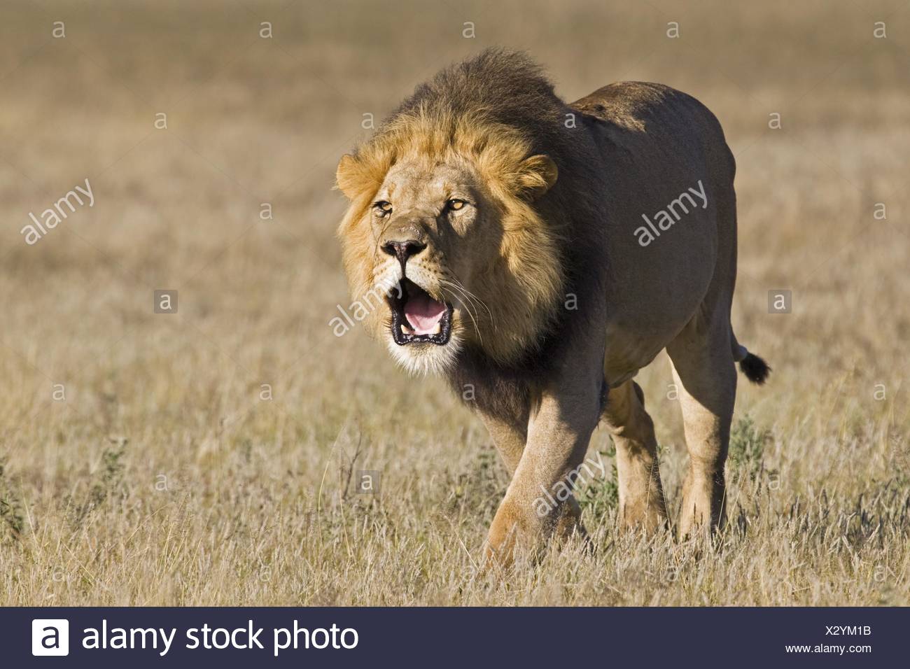 Lion Roar High Resolution Stock Photography and Images - Alamy