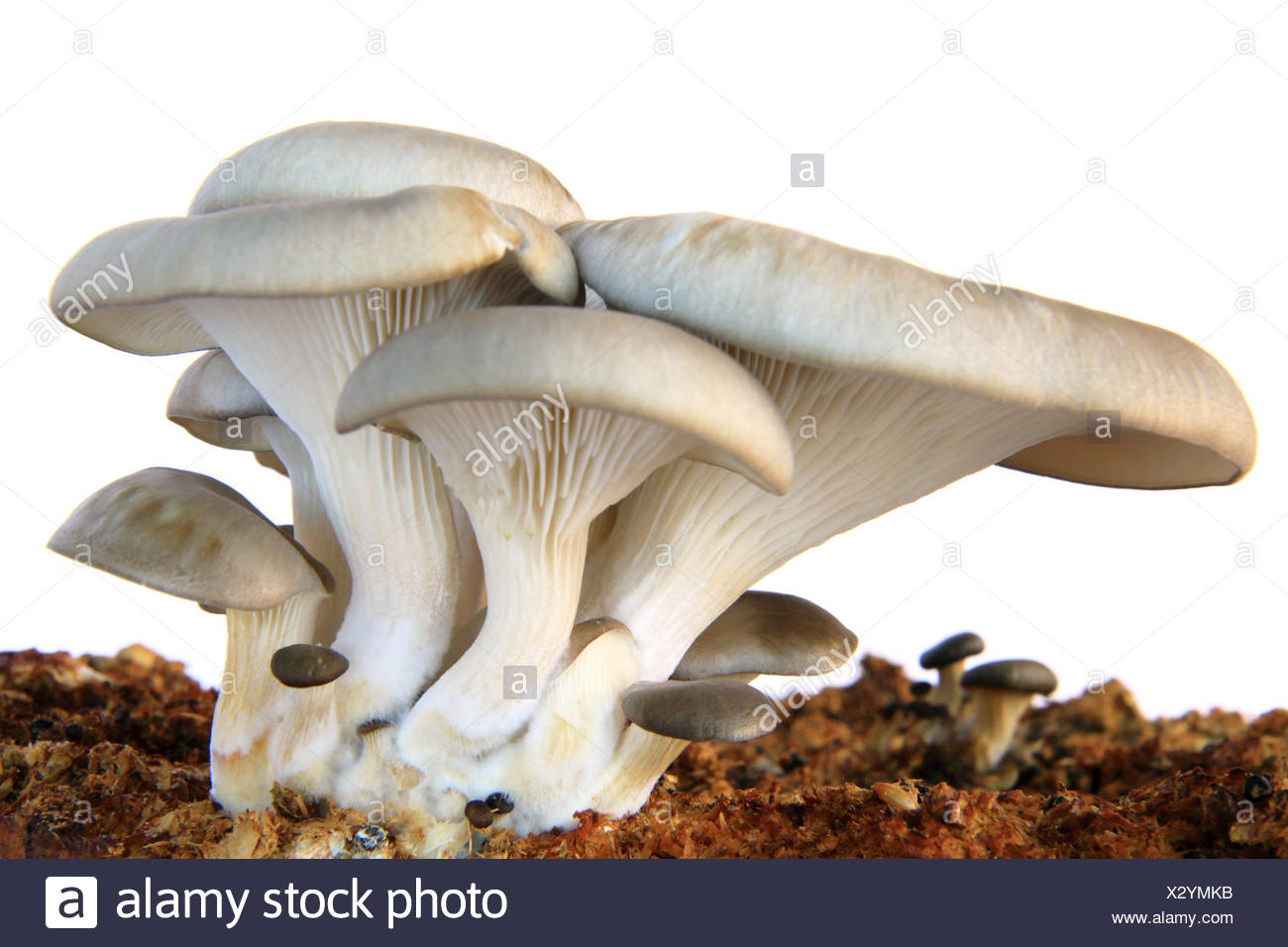 Austern Pilz High Resolution Stock Photography and Images - Alamy