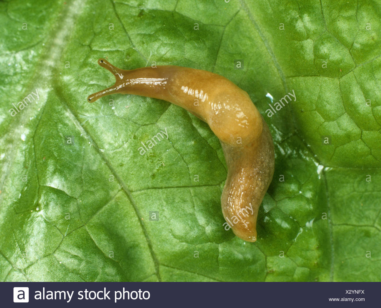 Nematode Parasite High Resolution Stock Photography and Images - Alamy