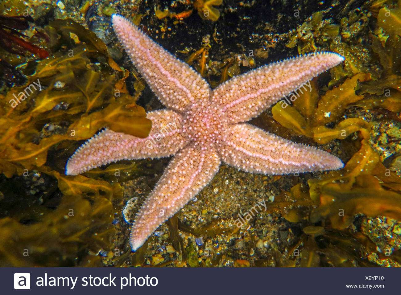 Common Starfish Stock Photos & Common Starfish Stock Images - Alamy