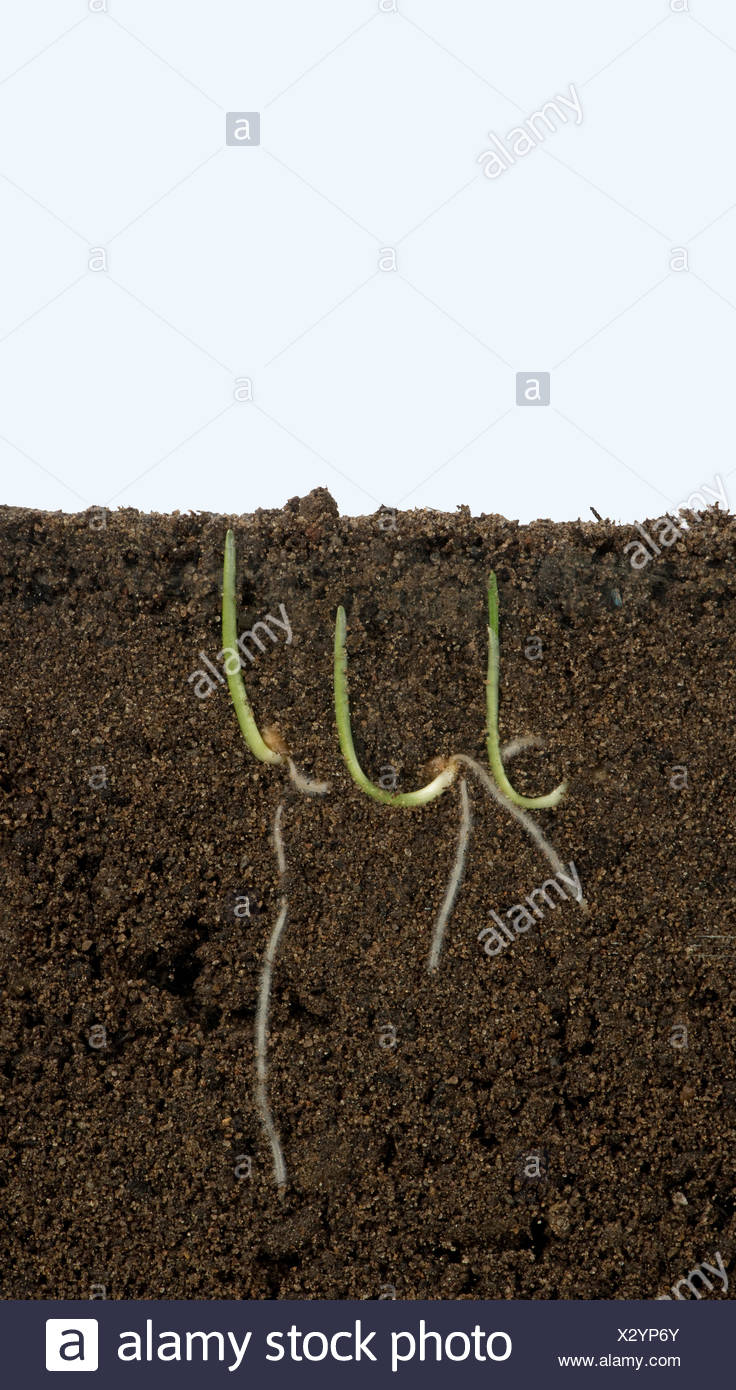 Germinating Wheat Seed Root Radicle High Resolution Stock Photography ...