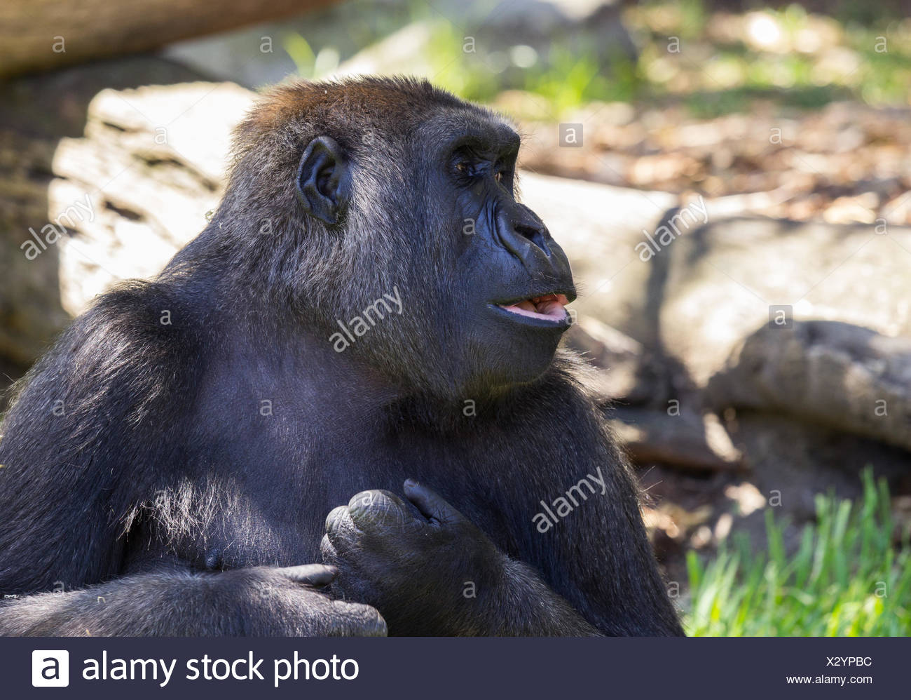 Gorilla Profile Stock Photos & Gorilla Profile Stock Images - Alamy