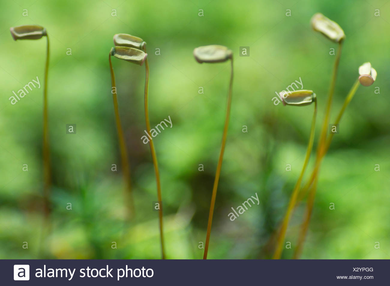 Moss Spore Capsules High Resolution Stock Photography and Images - Alamy