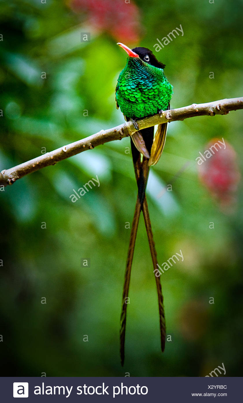 Very Long Tail Feathers High Resolution Stock Photography and Images ...