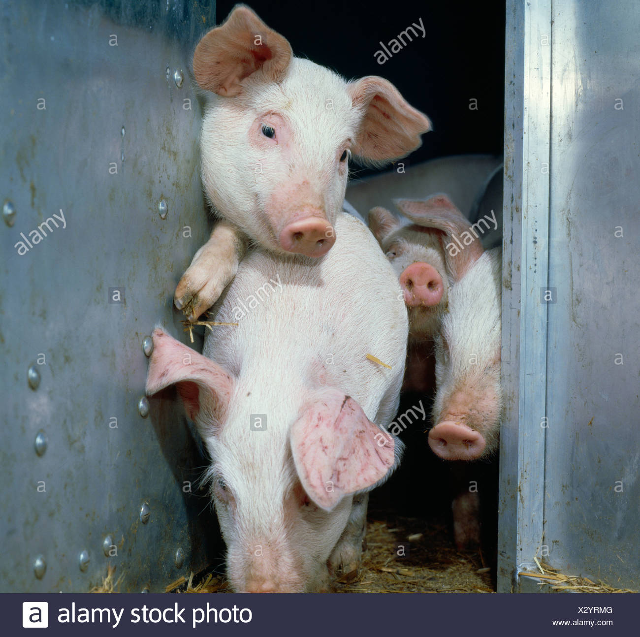 Yorkshire Landrace Piglets Stock Photos & Yorkshire Landrace Piglets ...