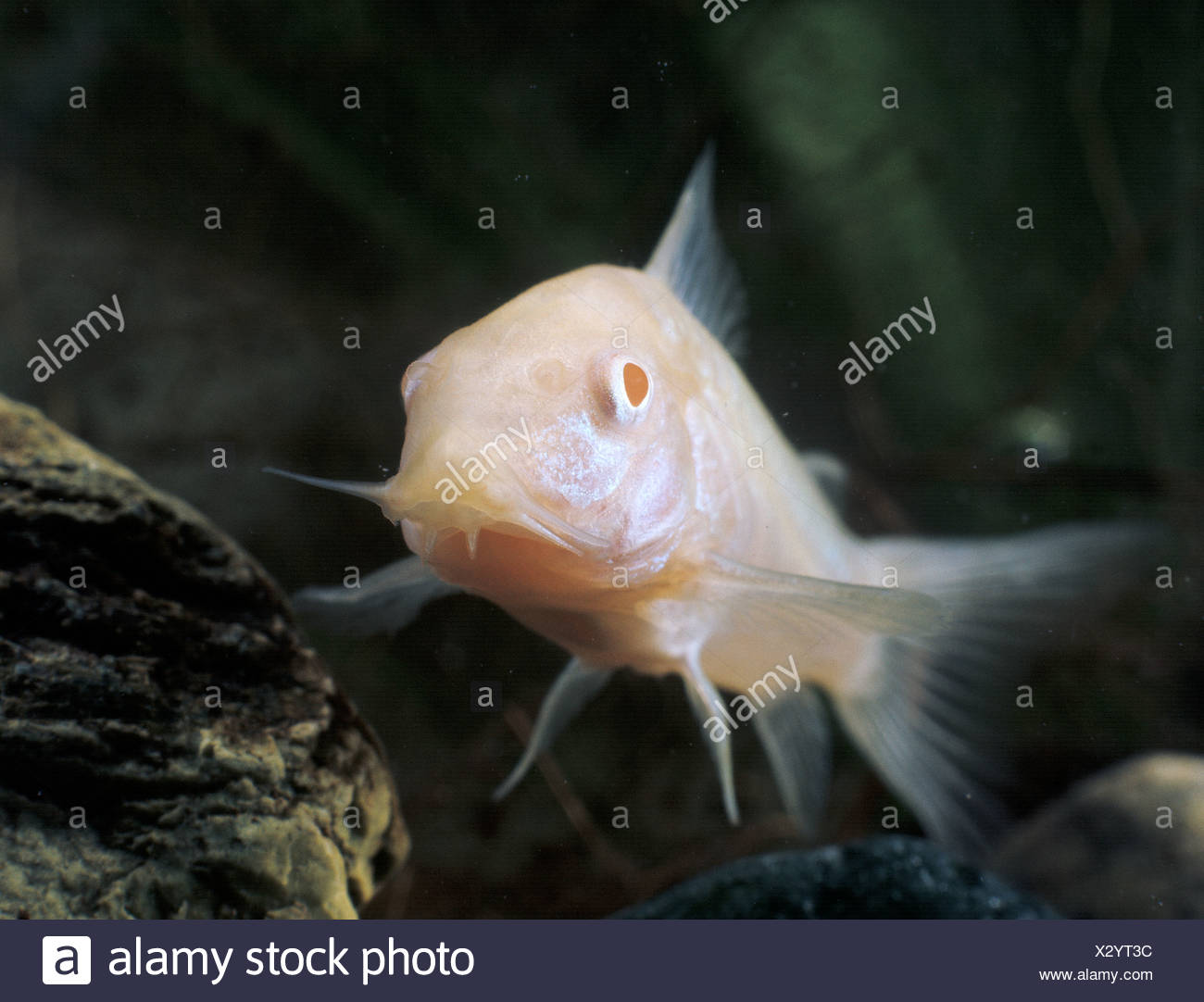 Albino Catfish High Resolution Stock Photography and Images - Alamy