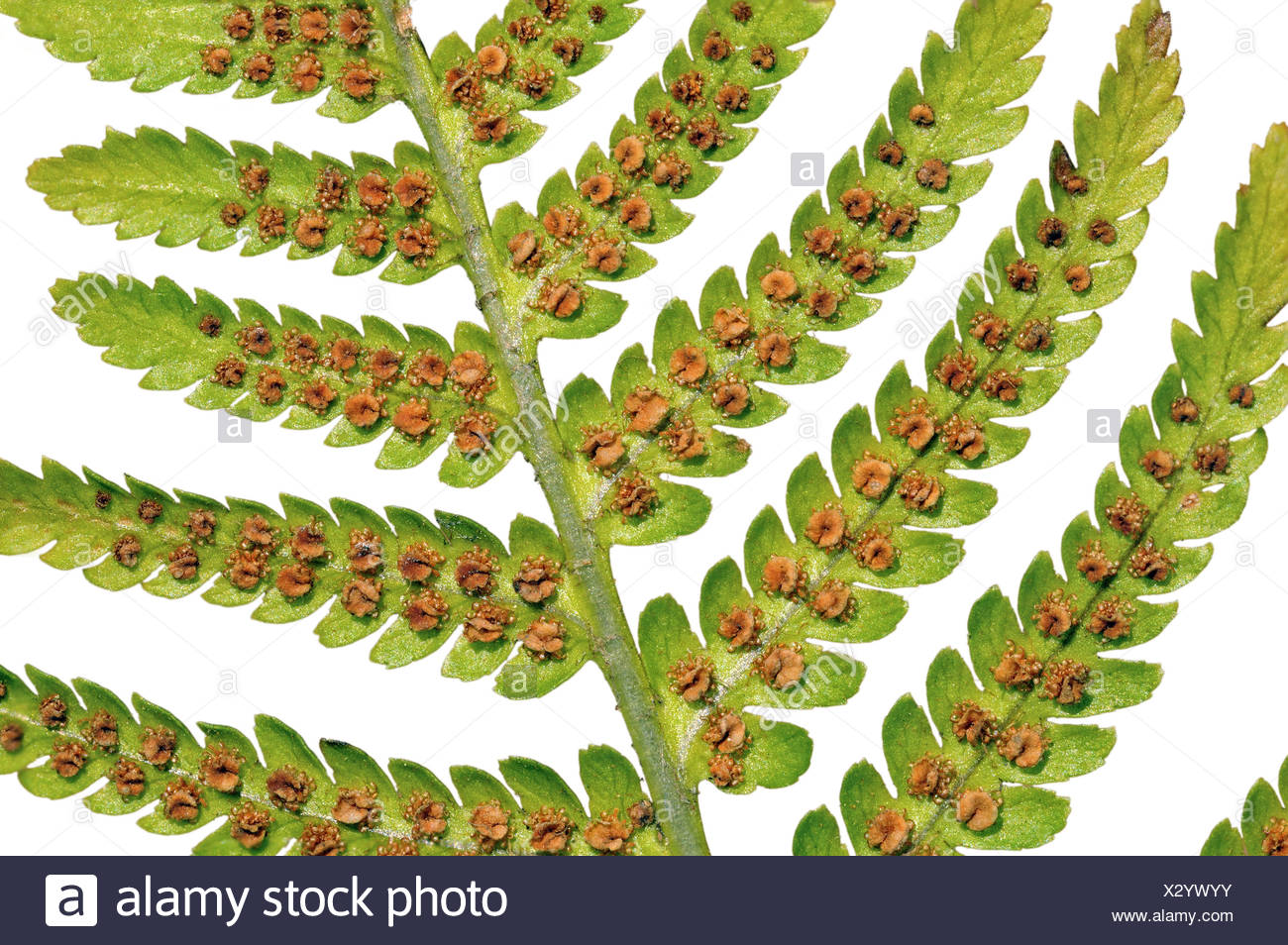 Leaf Spores Stock Photos & Leaf Spores Stock Images - Alamy