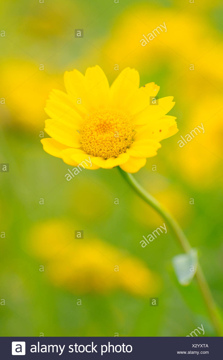 Chrysanthemum Segetum Stock Photos & Chrysanthemum Segetum Stock Images ...