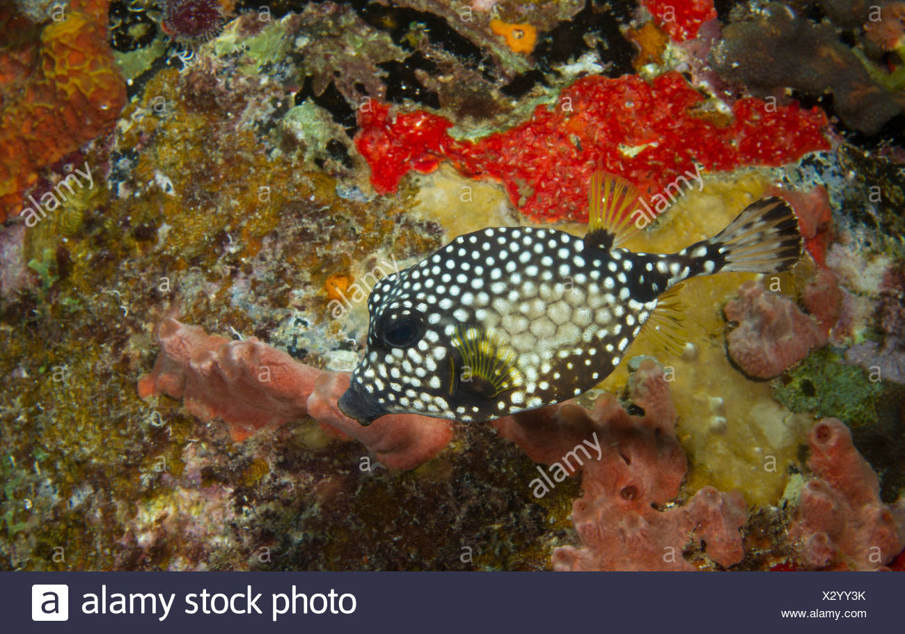 Smooth Trunkfish Stock Photos & Smooth Trunkfish Stock Images - Alamy