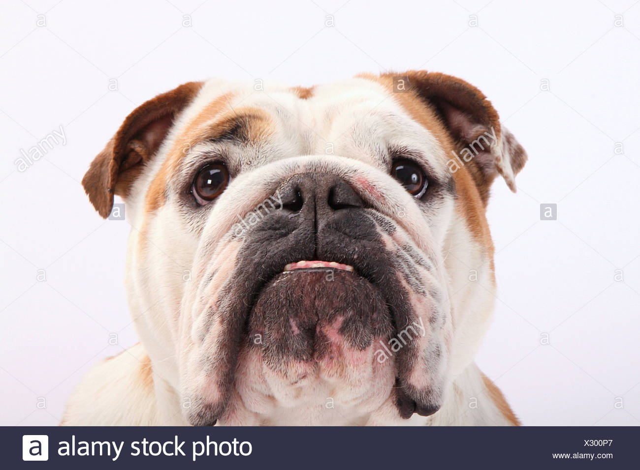 British Bulldog Cut Out High Resolution Stock Photography and Images ...
