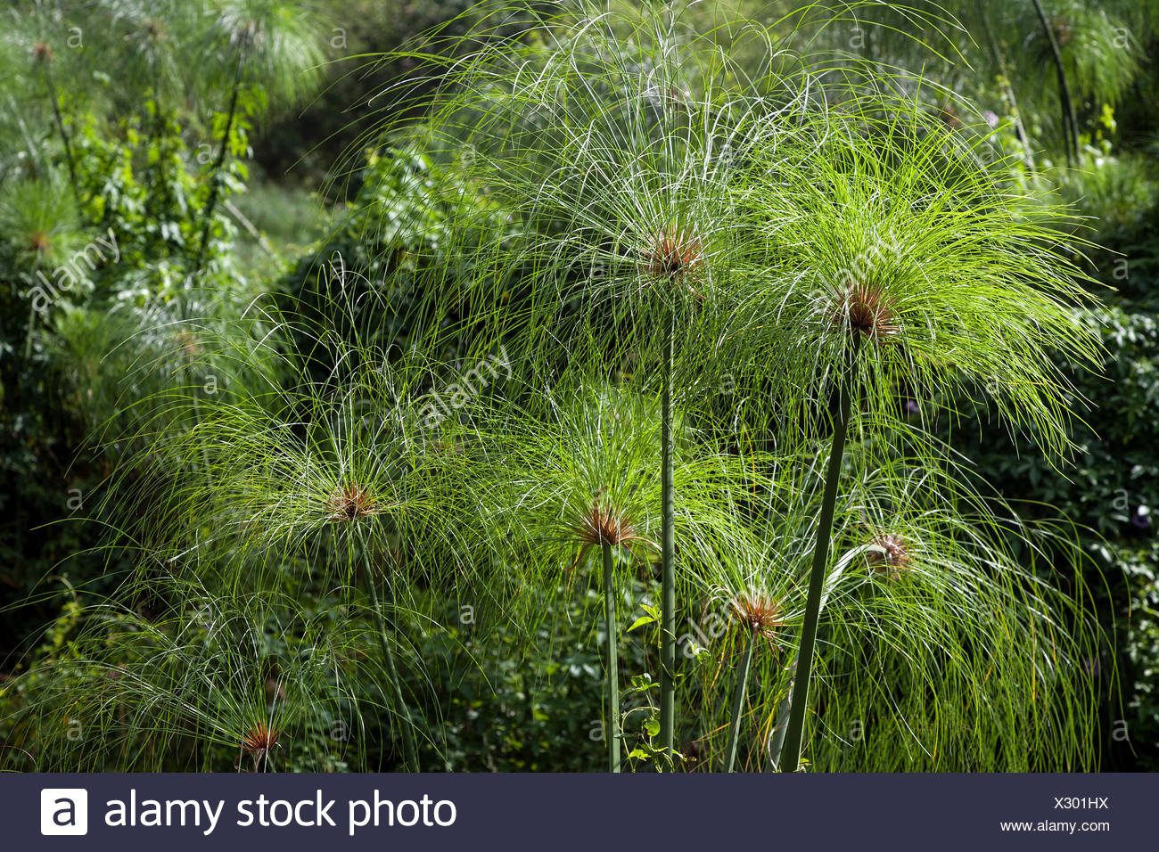 Papyrus Sedge Cyperus Papyrus High Resolution Stock Photography and ...