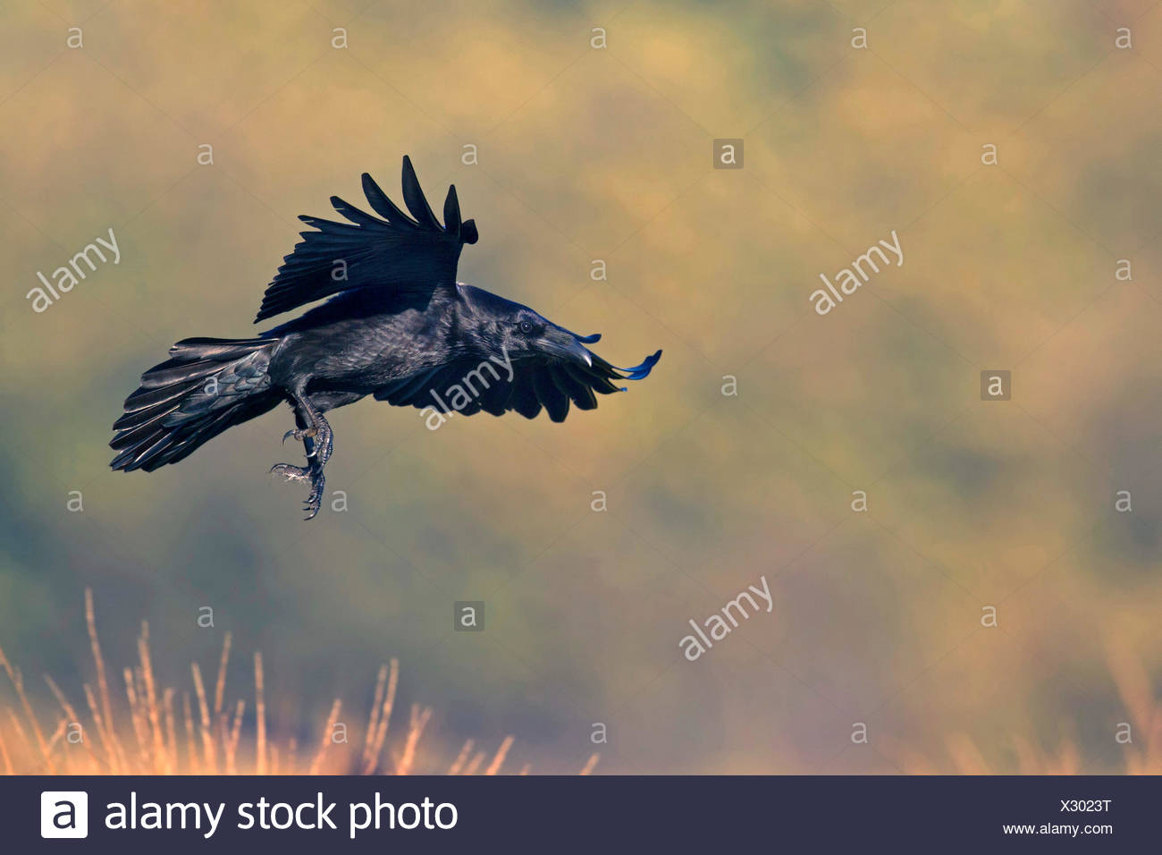 Common Raven Corvus Corax Hunting High Resolution Stock Photography and ...