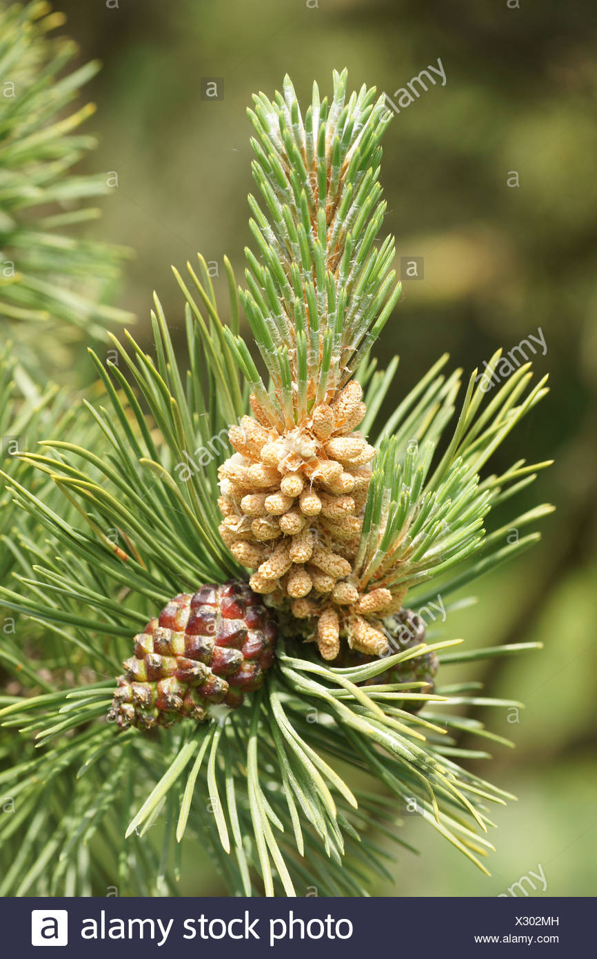Mugo Pine Pinus Mugo Pumilio High Resolution Stock Photography and ...