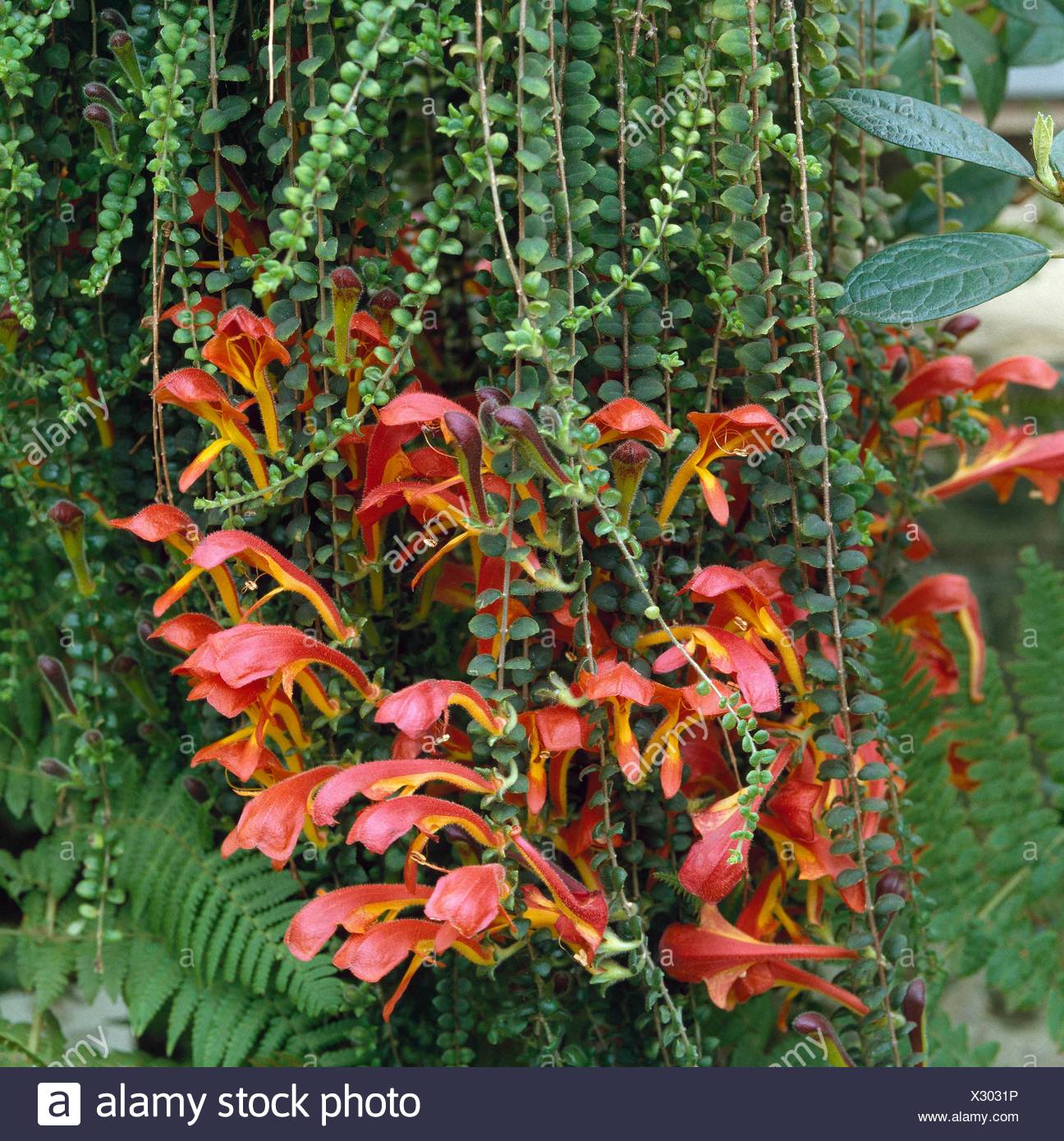 Columnea High Resolution Stock Photography and Images - Alamy