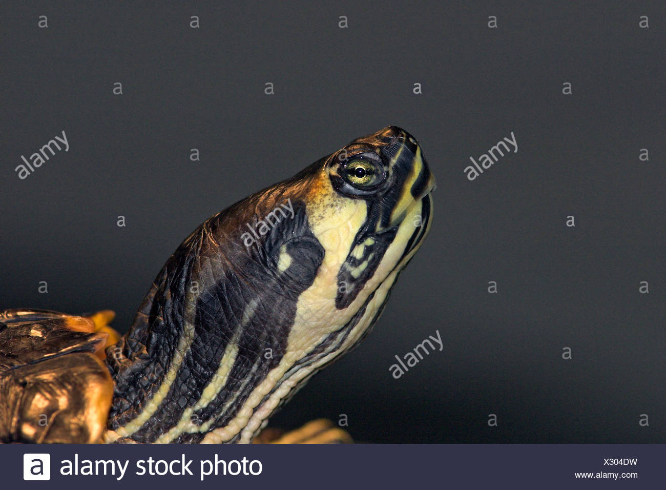 Cumberland Slider Turtle High Resolution Stock Photography and Images ...