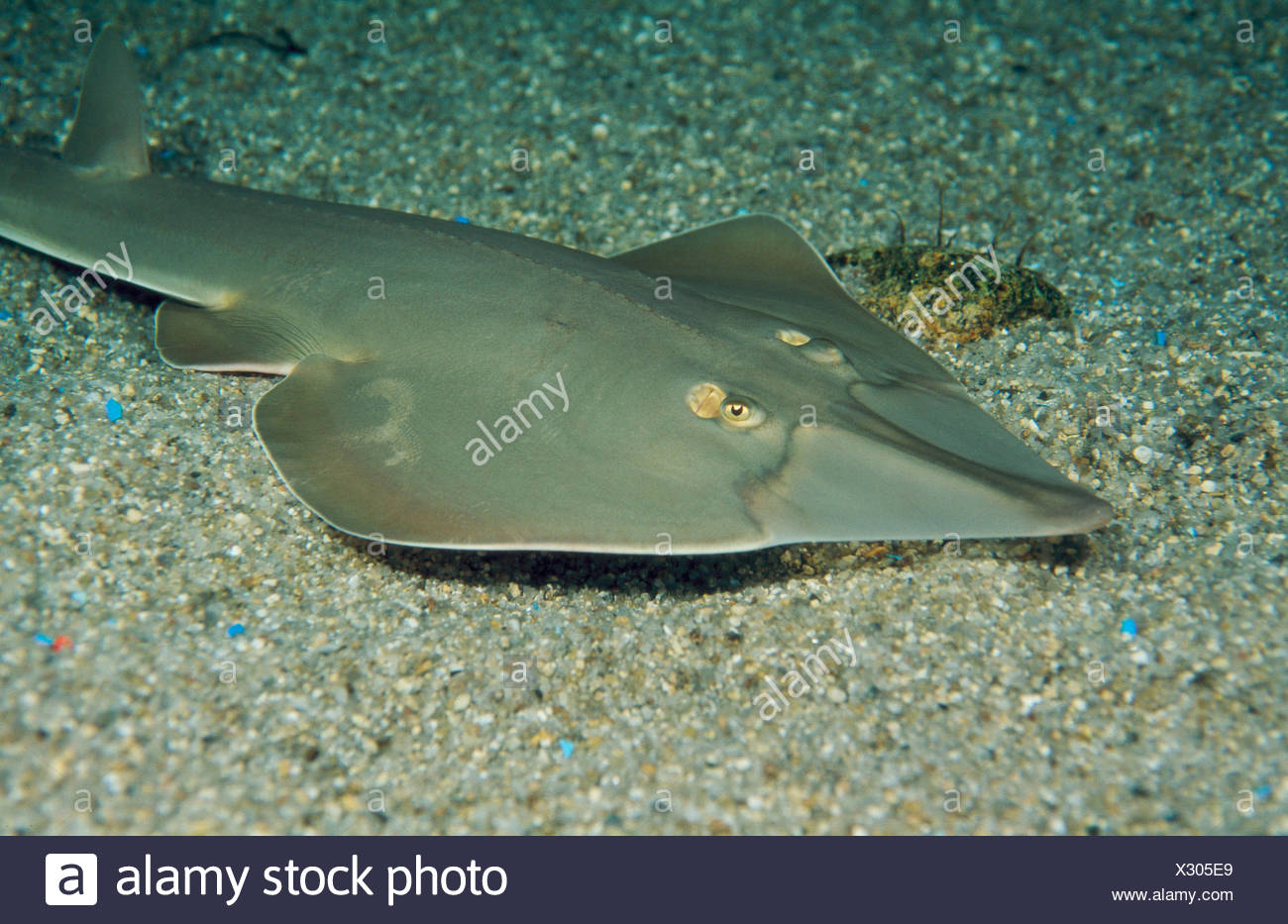 Atlantic Guitarfish High Resolution Stock Photography and Images - Alamy