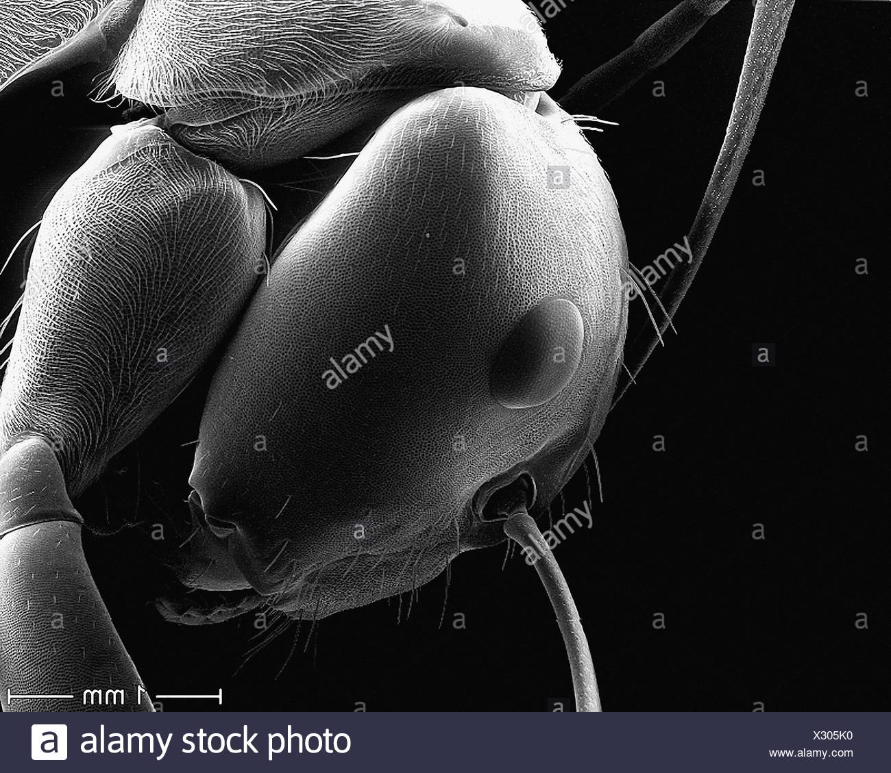 Electron Stock Photos & Electron Stock Images - Alamy