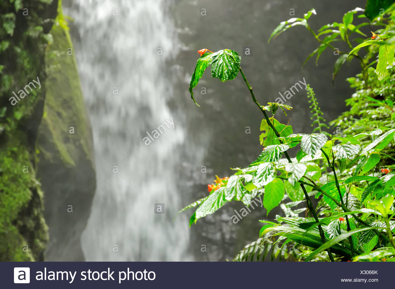 Central Suriname Nature Reserve High Resolution Stock Photography and ...