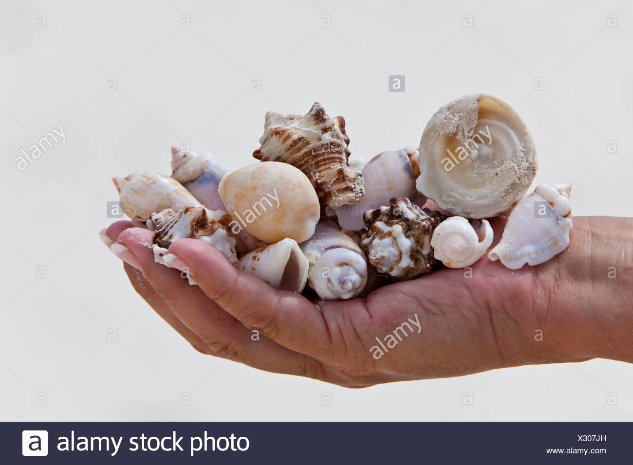 Shells Africa High Resolution Stock Photography and Images - Alamy