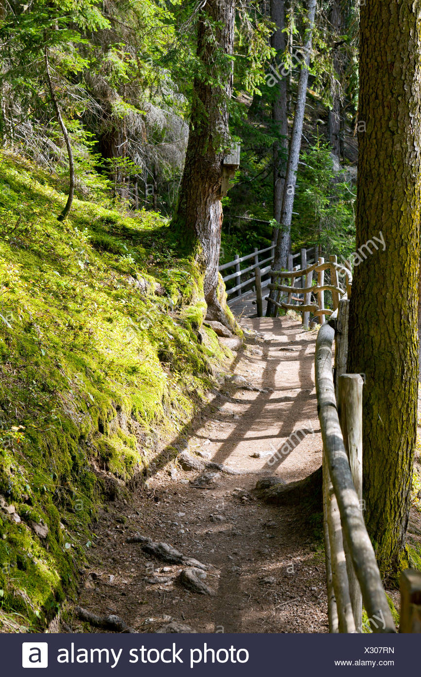 Montane Forest High Resolution Stock Photography and Images - Alamy
