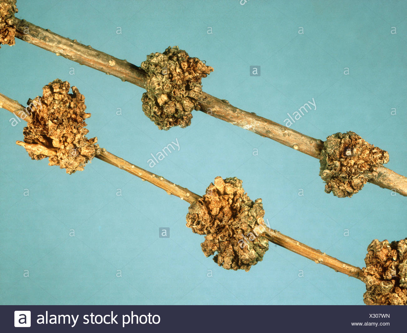 Bacterial Canker Stock Photos & Bacterial Canker Stock Images - Alamy