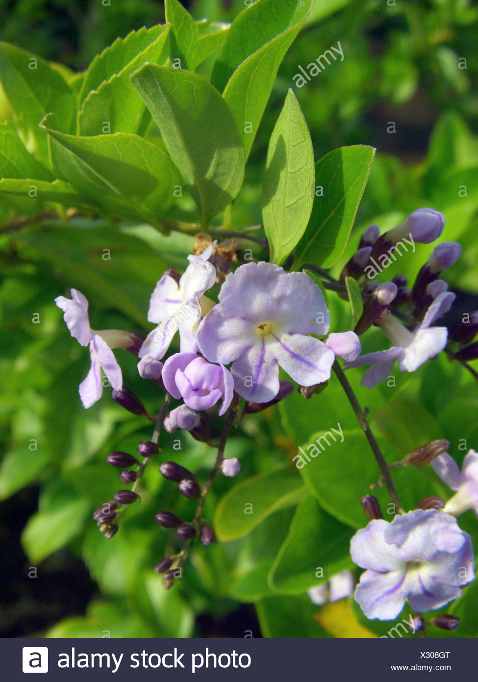 Duranta Plumieri High Resolution Stock Photography and Images - Alamy