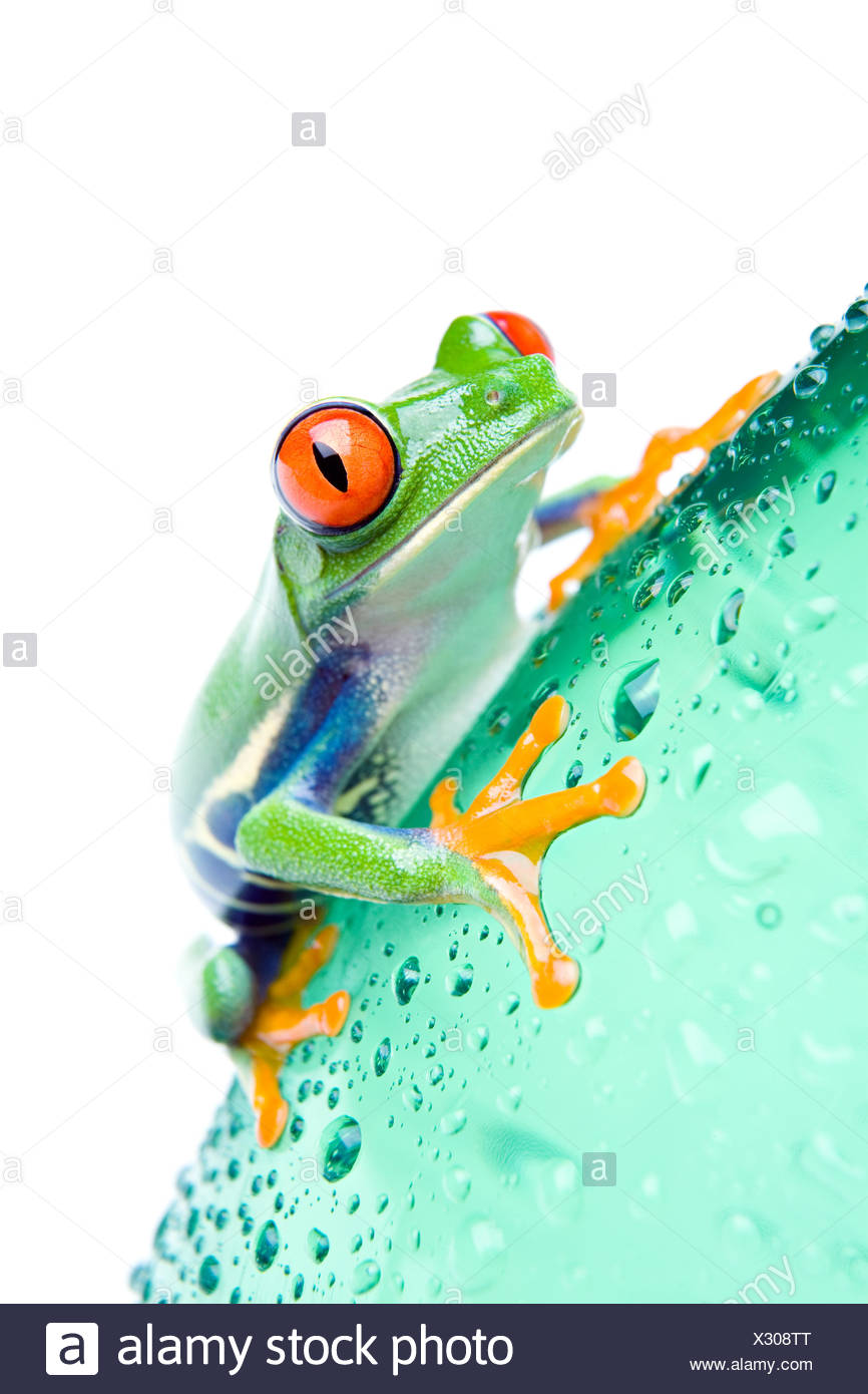 Green Frog With Orange Feet High Resolution Stock Photography and ...