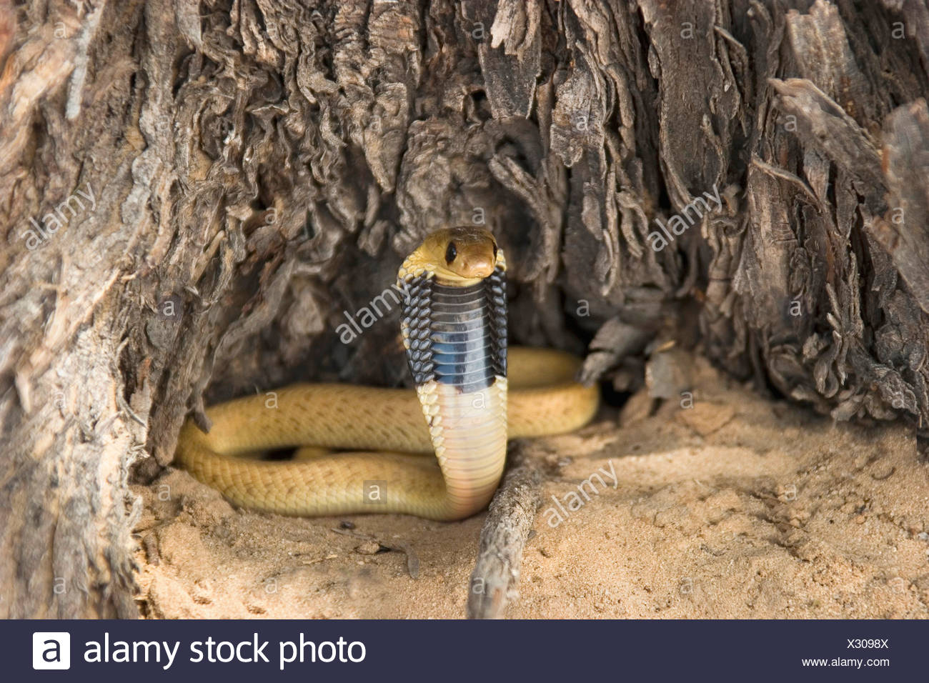 Cape Cobras High Resolution Stock Photography and Images - Alamy