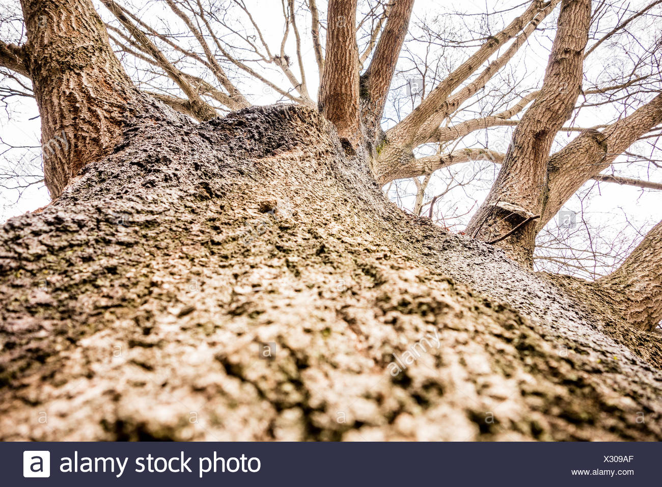 Looking Up Into Oak Tree High Resolution Stock Photography and Images ...