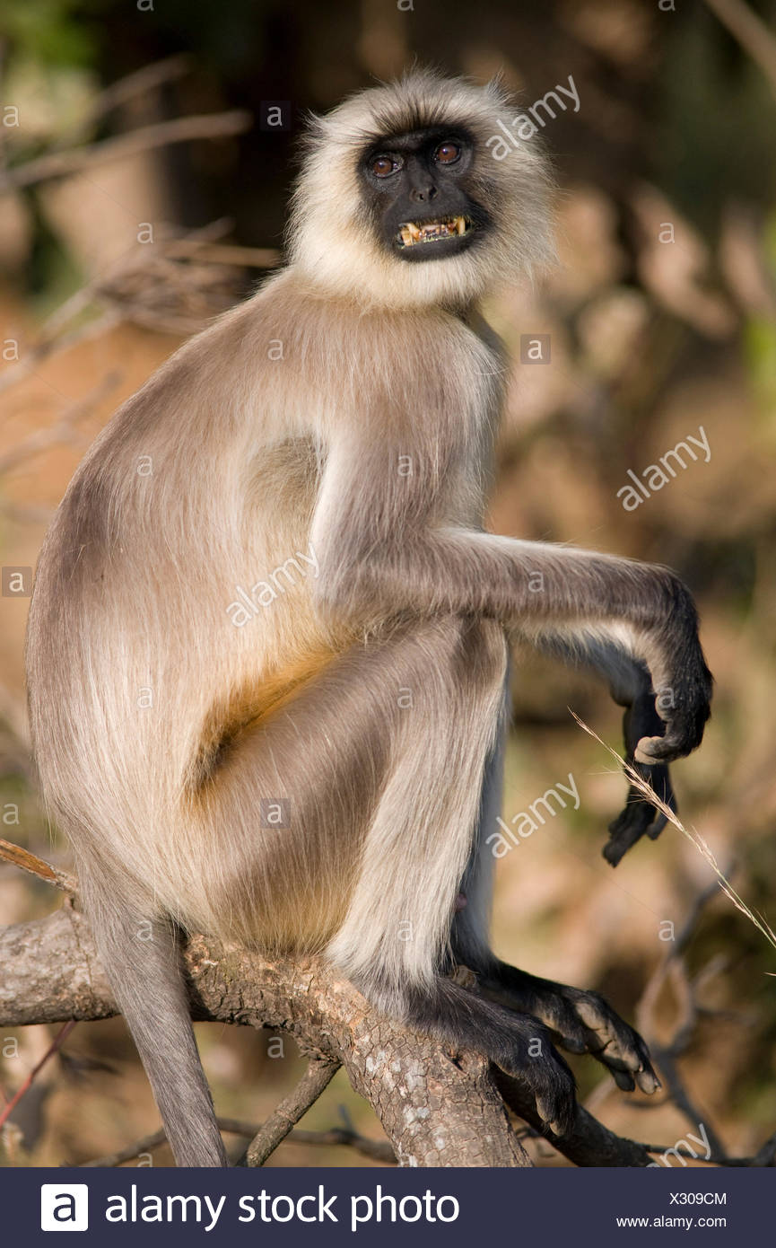 Baring Teeth High Resolution Stock Photography and Images - Alamy
