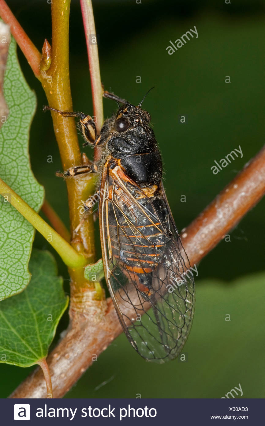 New Forest Cicada Stock Photos & New Forest Cicada Stock Images - Alamy