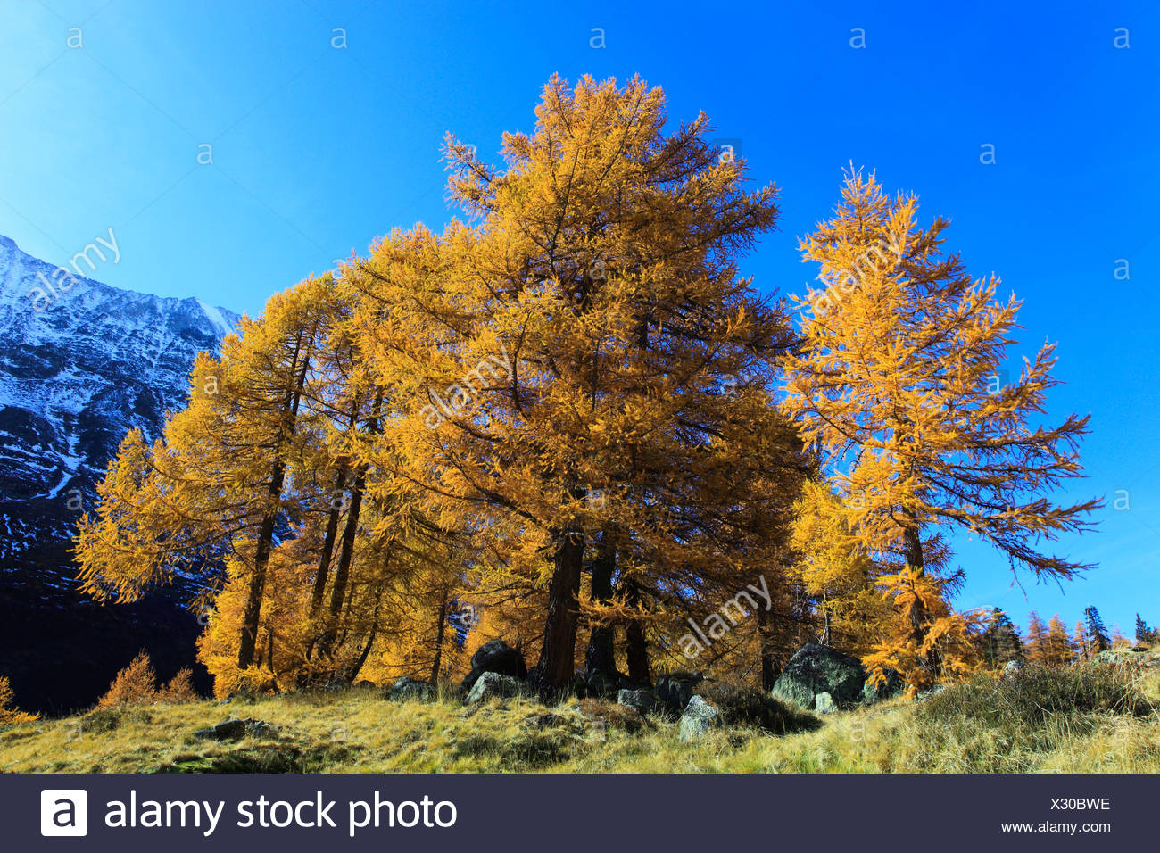 Larches In Autum In Loetschental Valley High Resolution Stock ...