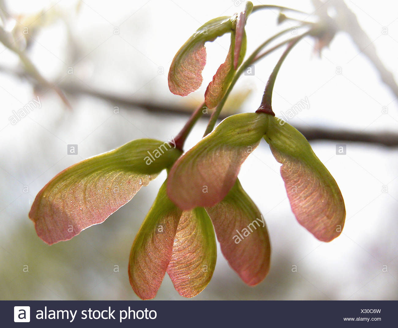Maple Tree Seed Pods High Resolution Stock Photography and Images - Alamy
