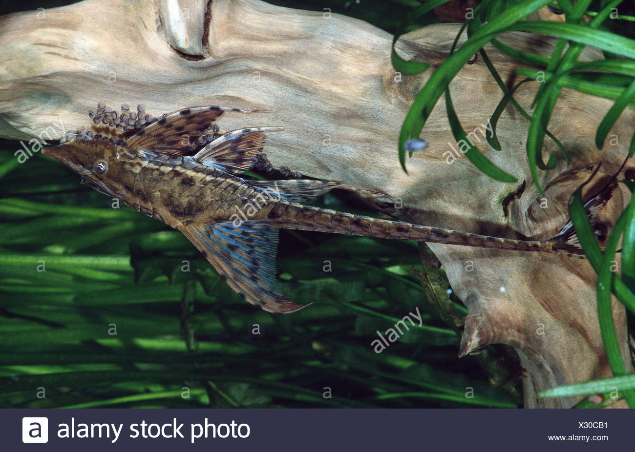 Royal Whiptail Catfish Sturisoma Panamense High Resolution Stock ...