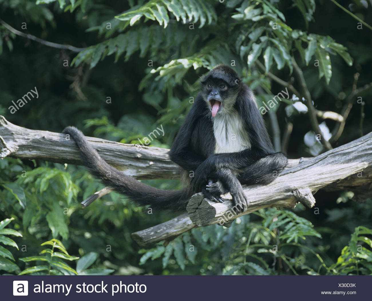 Klammeraffen High Resolution Stock Photography and Images - Alamy