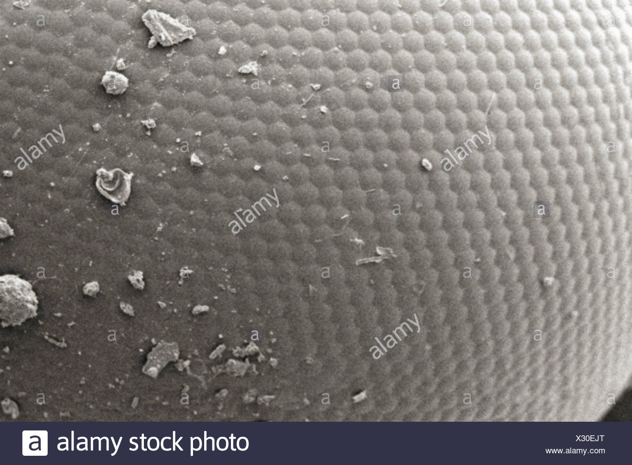 Compound Eye Sem High Resolution Stock Photography and Images - Alamy
