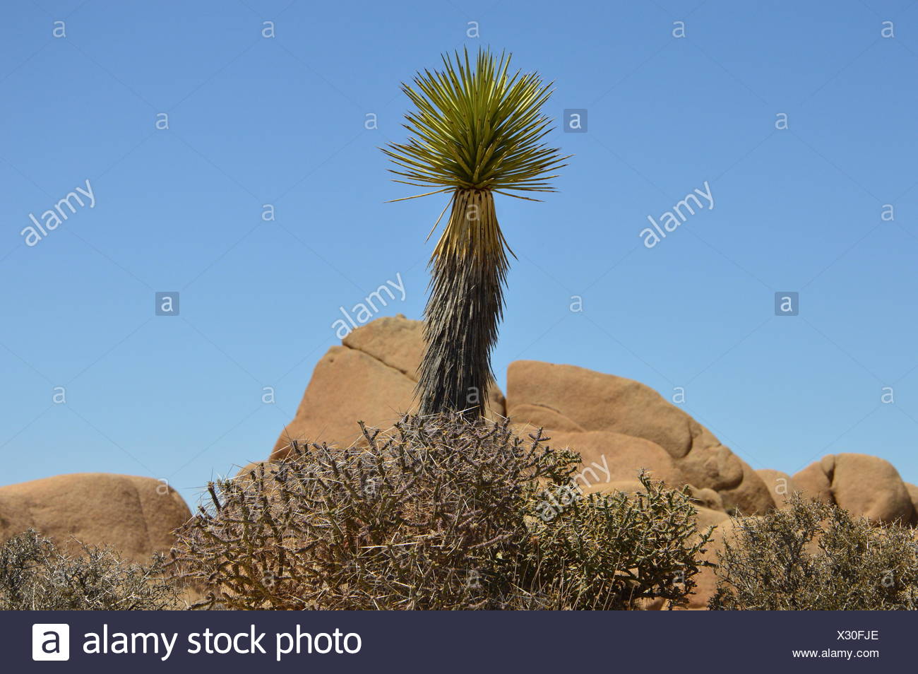 Yucca Schidigera Joshua Tree High Resolution Stock Photography and ...