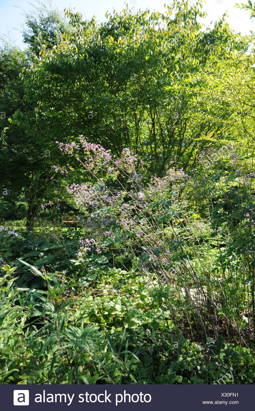 Meadow Rue High Resolution Stock Photography and Images - Alamy