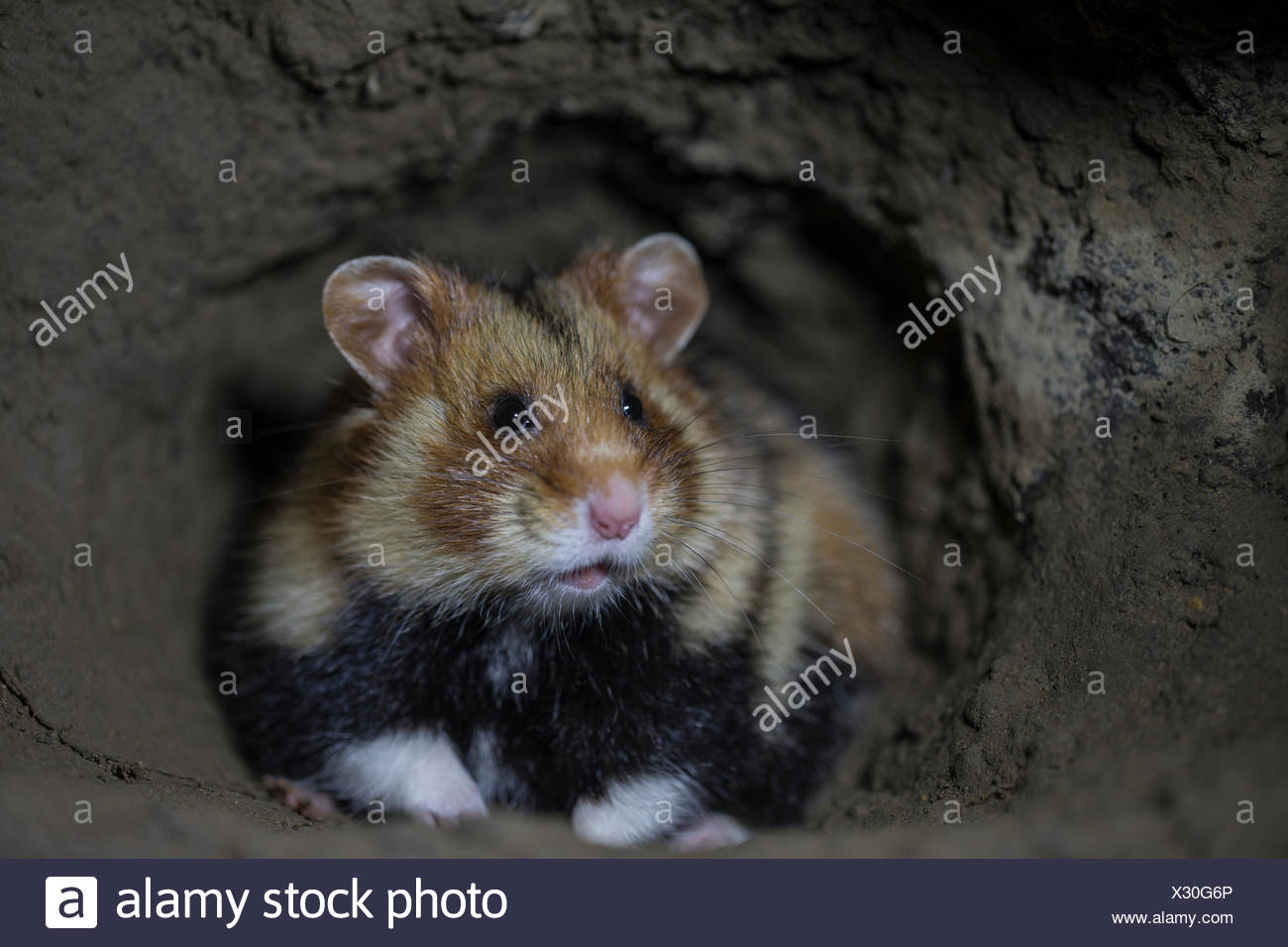 Mammals Burrow Underground High Resolution Stock Photography and Images ...