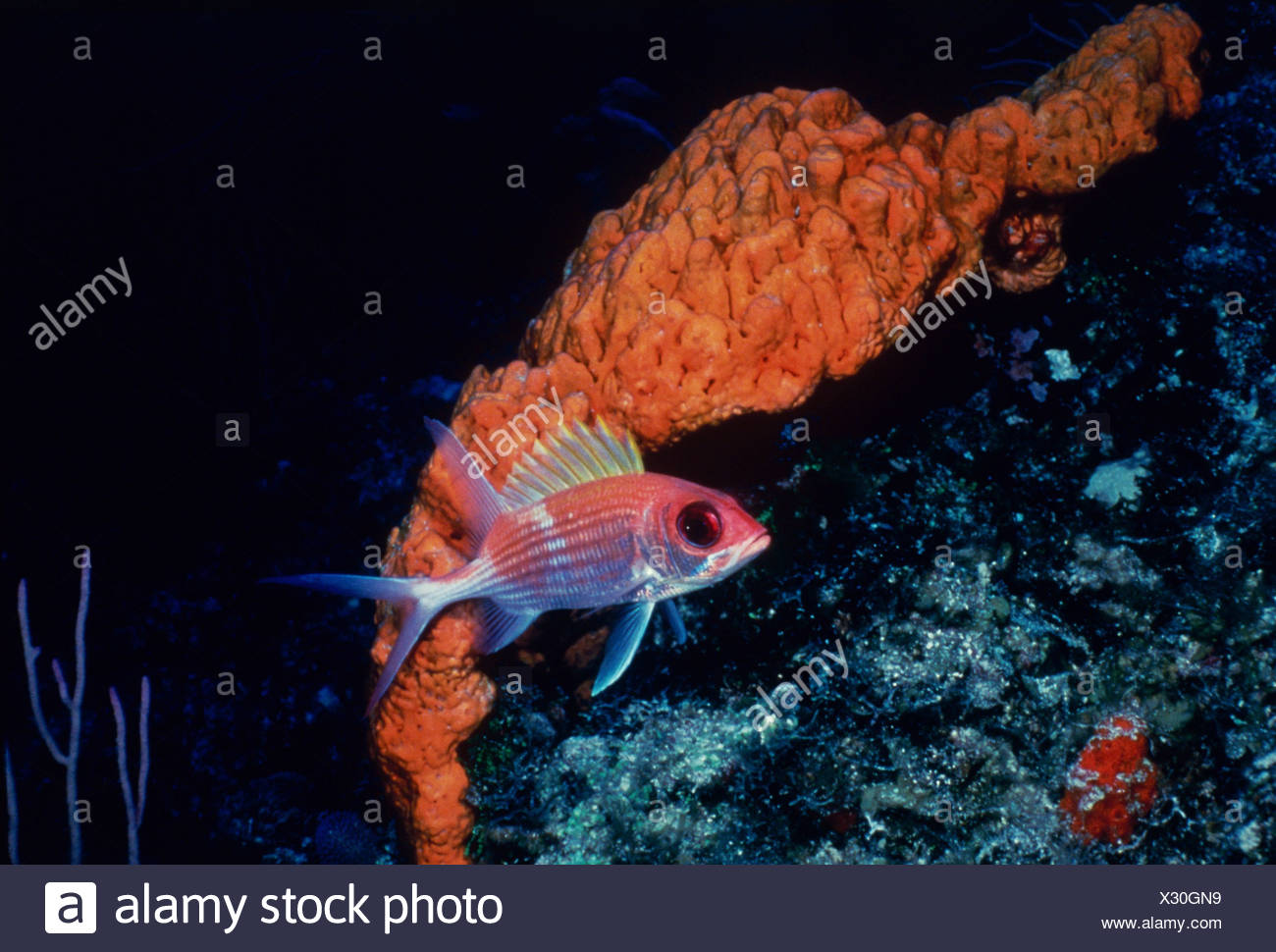 Carribean Sea High Resolution Stock Photography and Images - Alamy