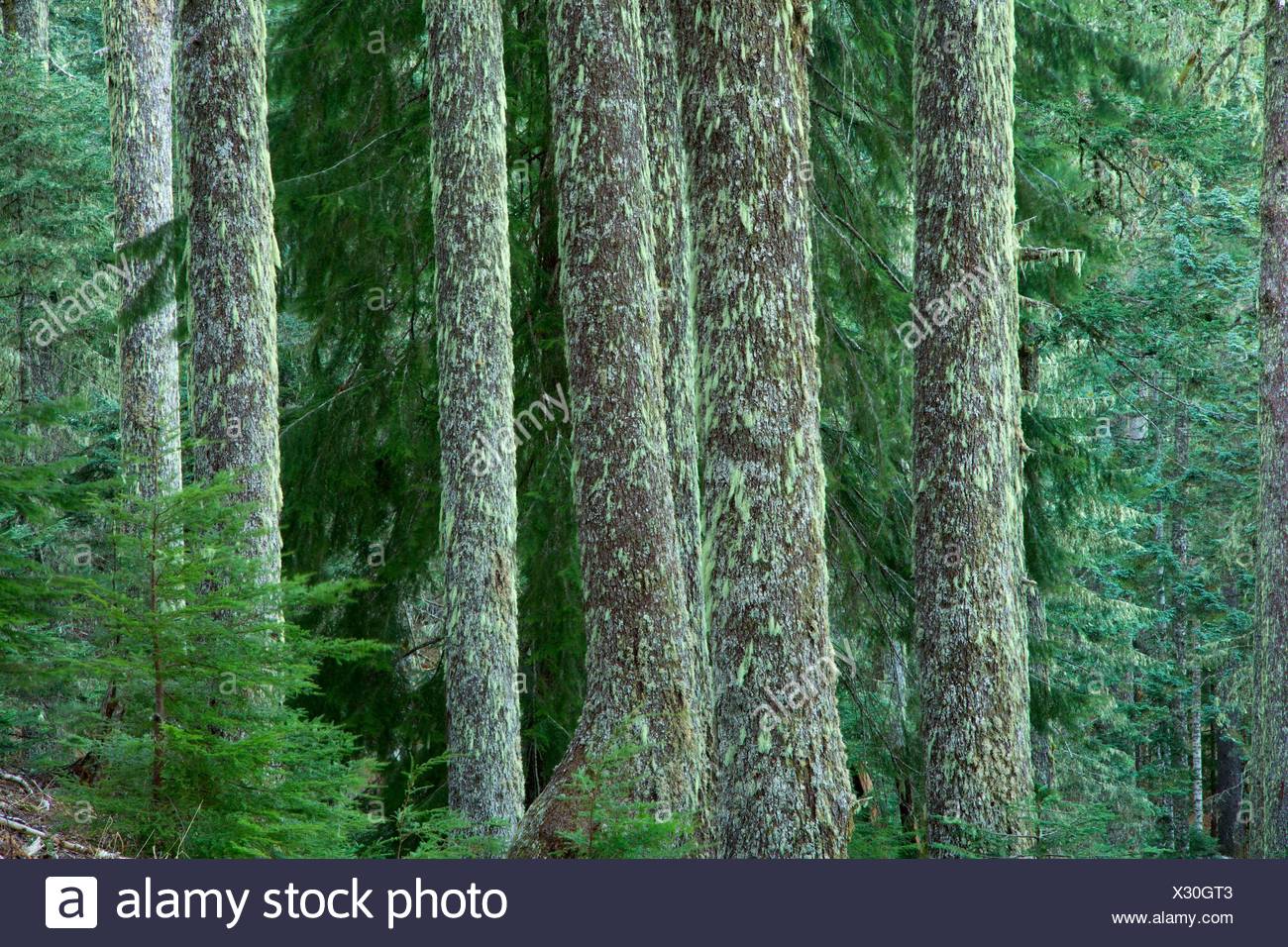 Noble Fir Tree Stock Photos & Noble Fir Tree Stock Images - Alamy