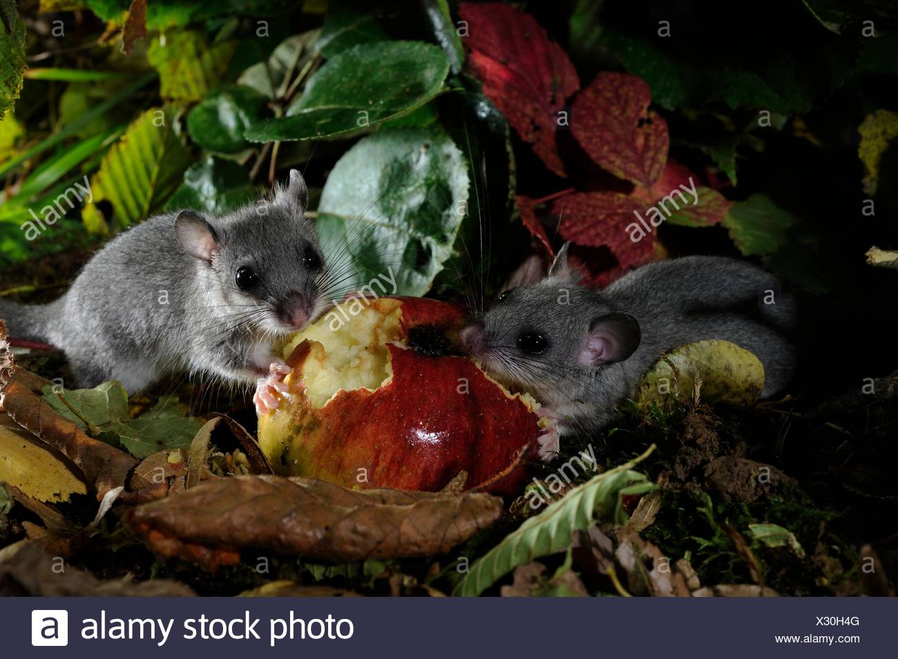 Dormice High Resolution Stock Photography and Images - Alamy