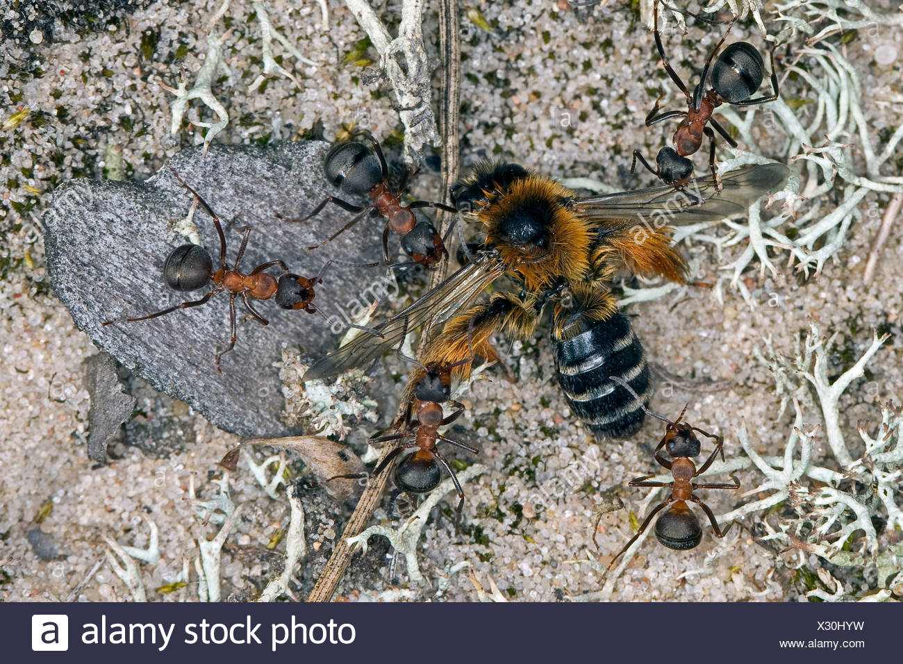 Foraging Ant High Resolution Stock Photography and Images - Alamy