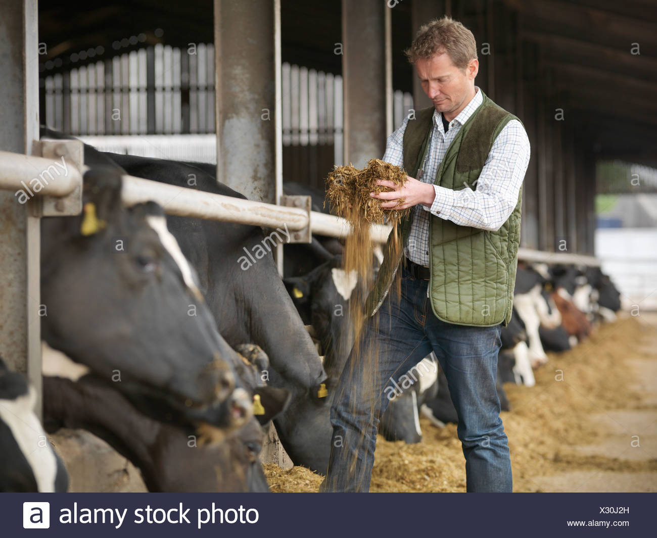 Farm Feeding Cattle High Resolution Stock Photography and Images - Alamy