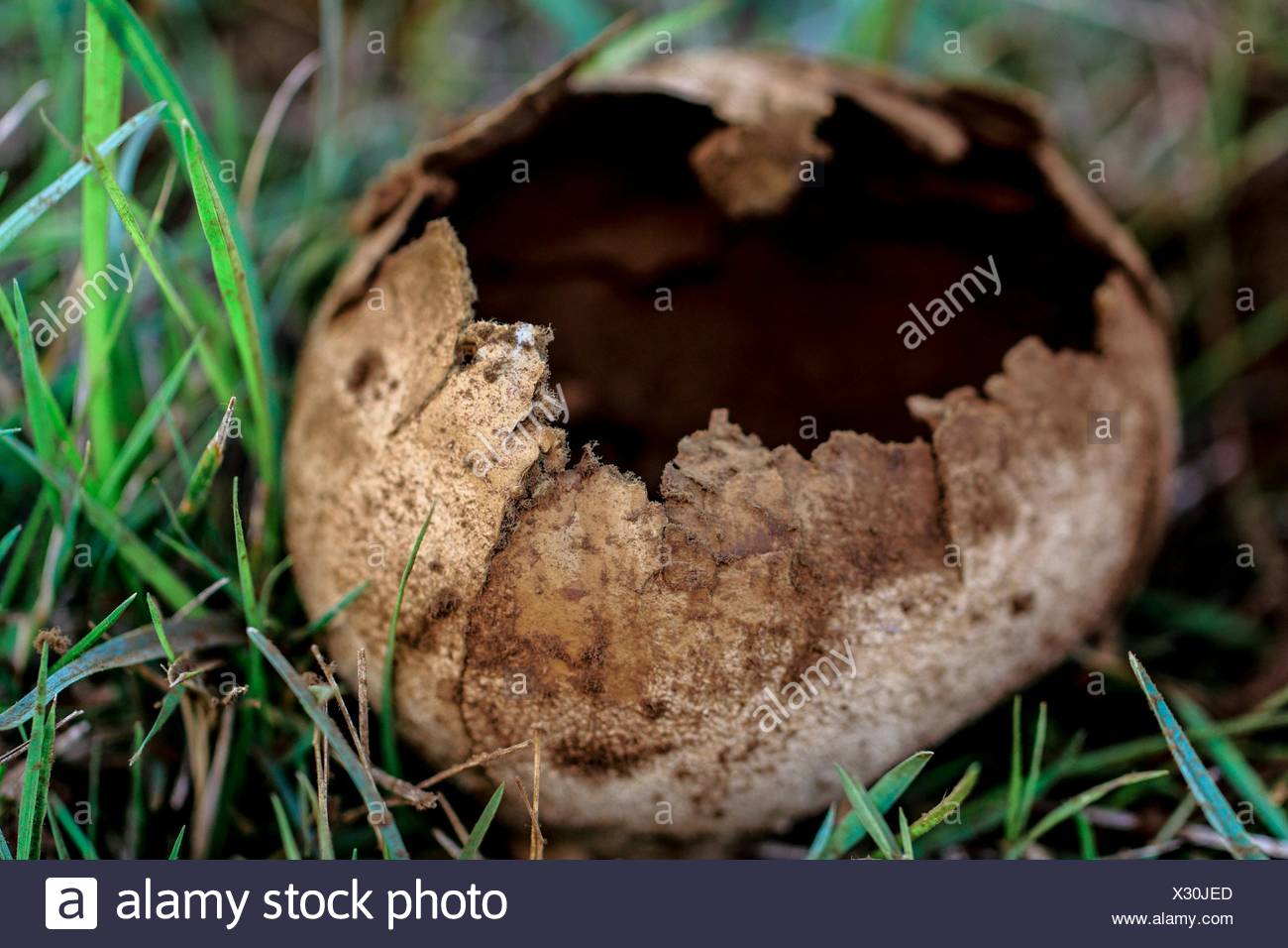 Puffball Mushroom High Resolution Stock Photography and Images - Alamy