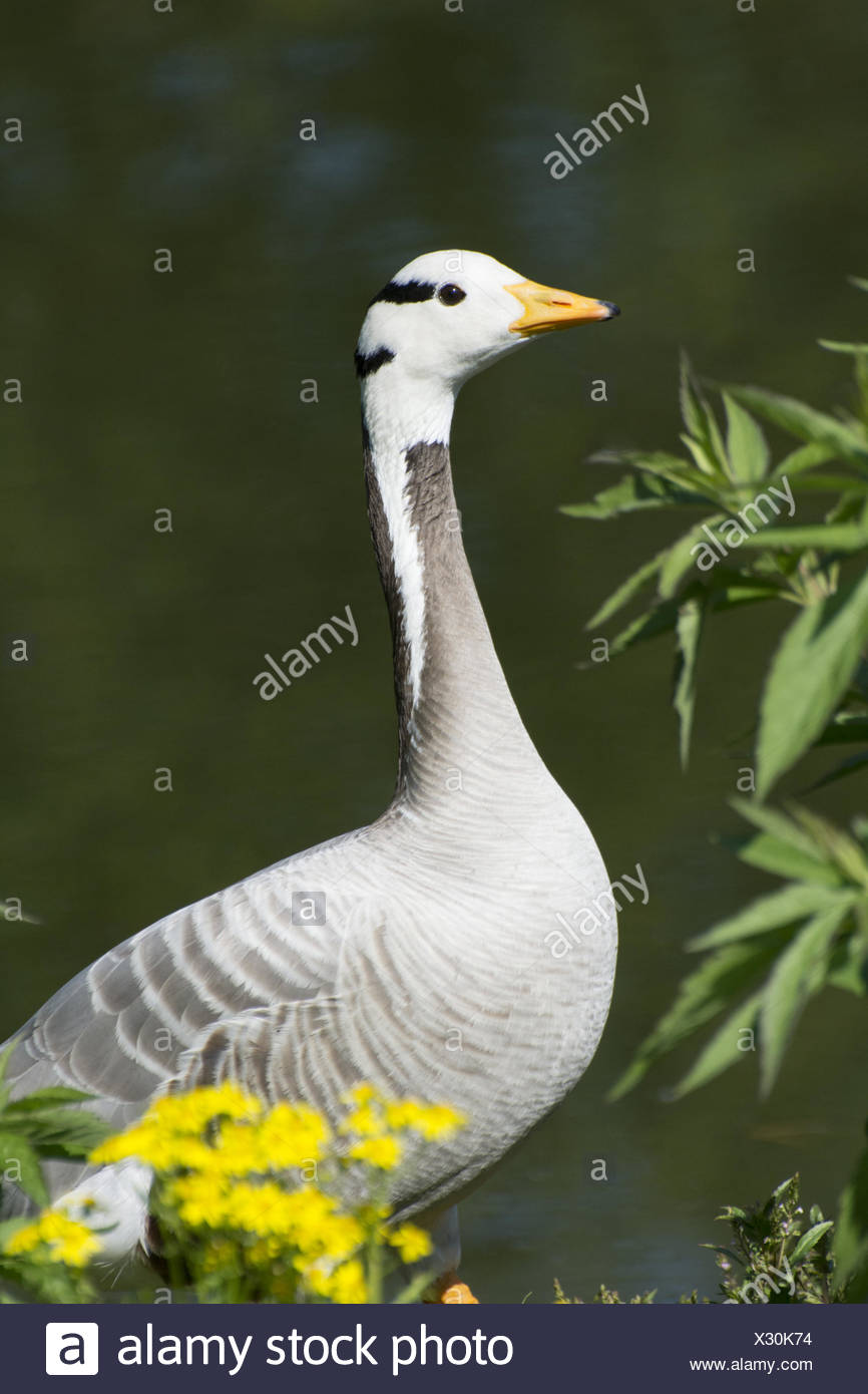 Animal Bar High Resolution Stock Photography and Images - Alamy