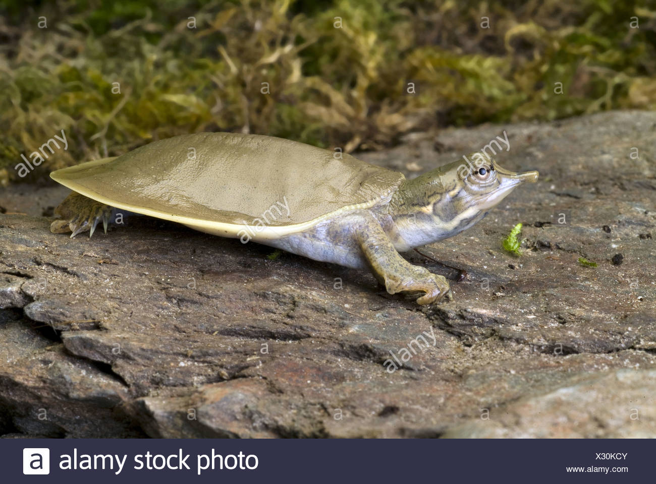 Spinifera High Resolution Stock Photography and Images - Alamy