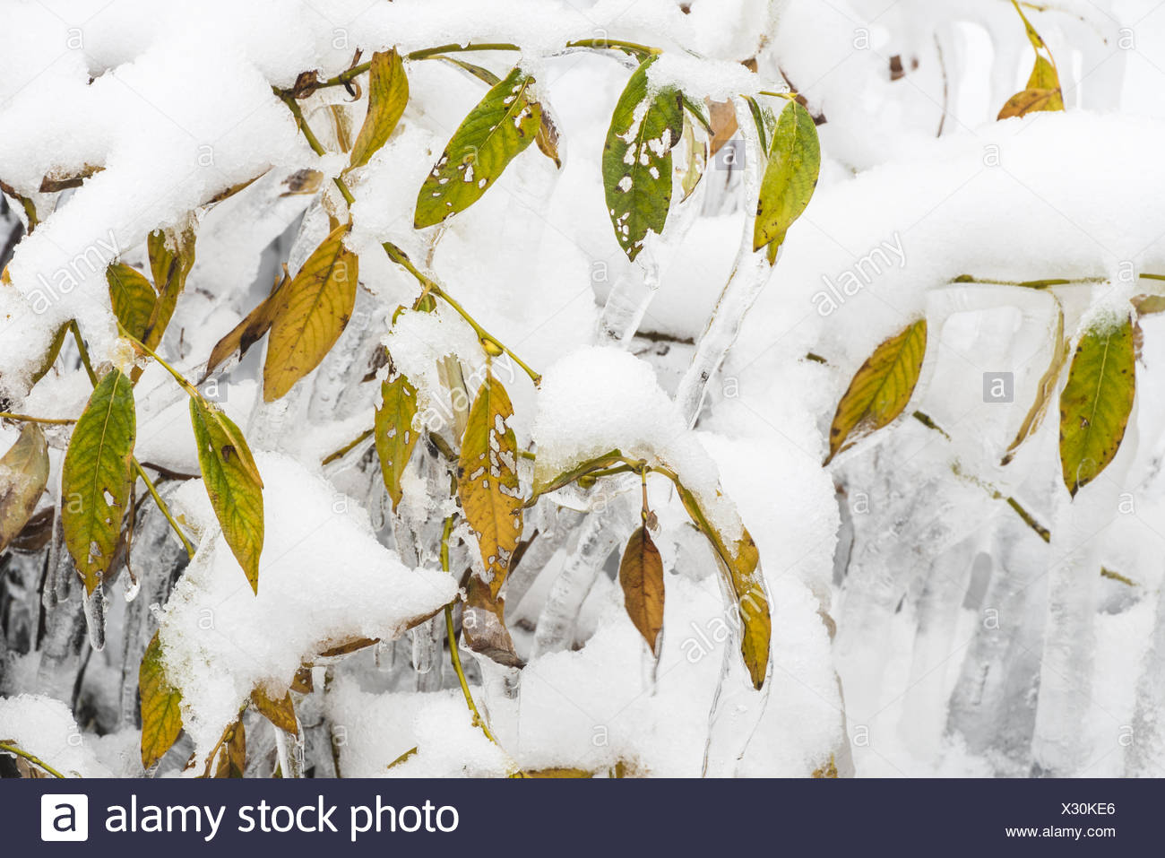 Downy Willow High Resolution Stock Photography and Images - Alamy